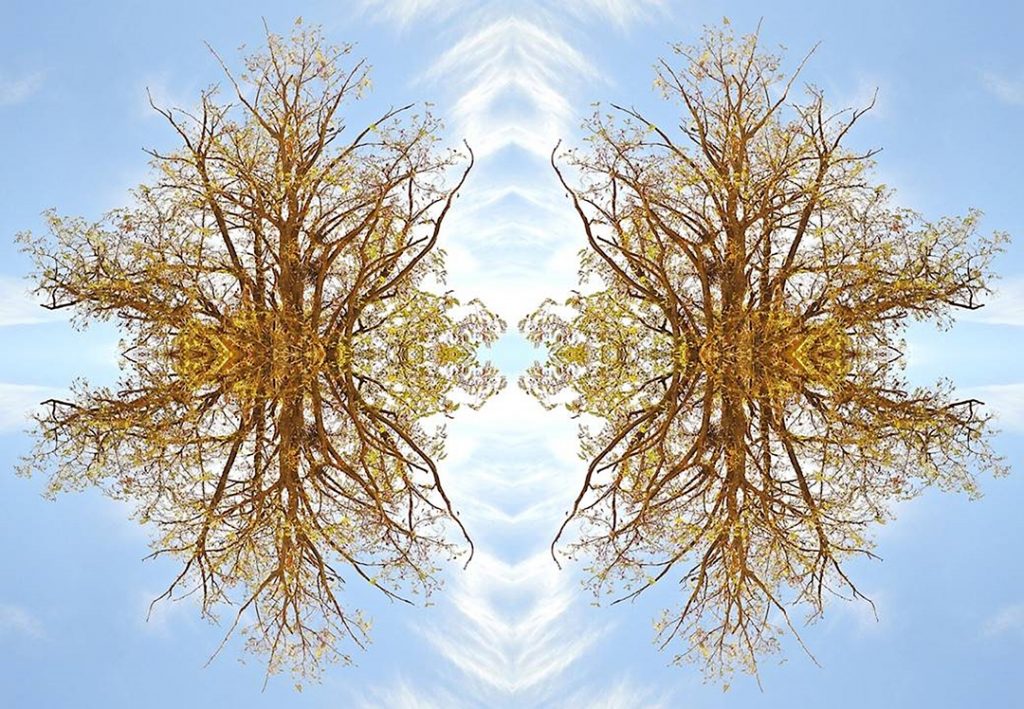 Floating Trees - Sherriehallartist