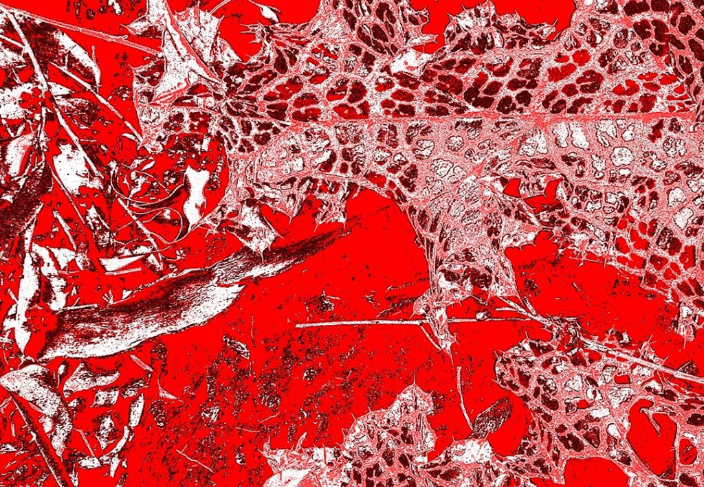 Lacy Red - Sherriehallartist