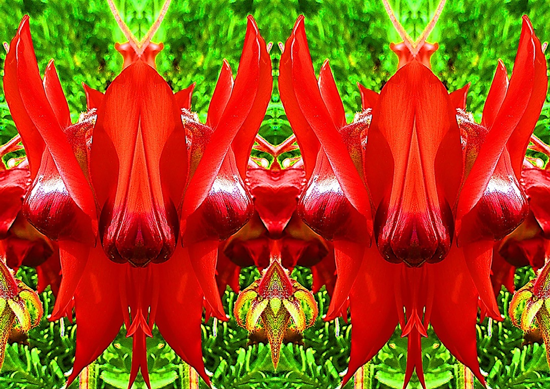 Sturt Pea Double - Sherriehallartist