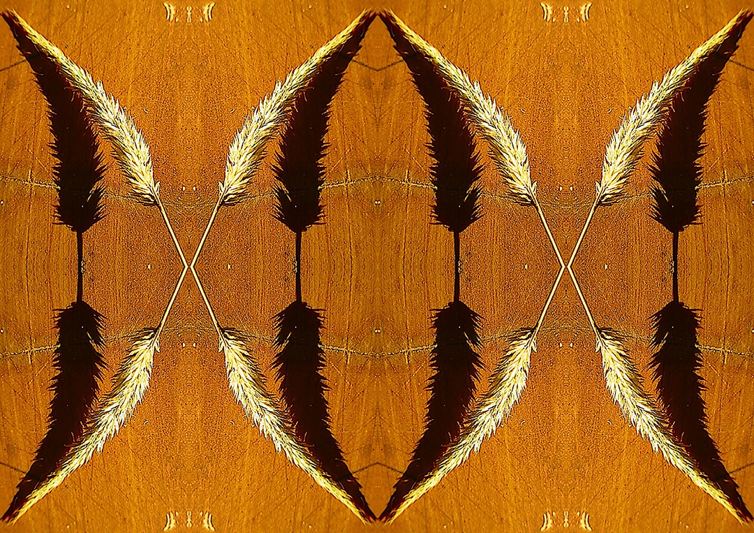 Cross Wheat - Sherriehallartist