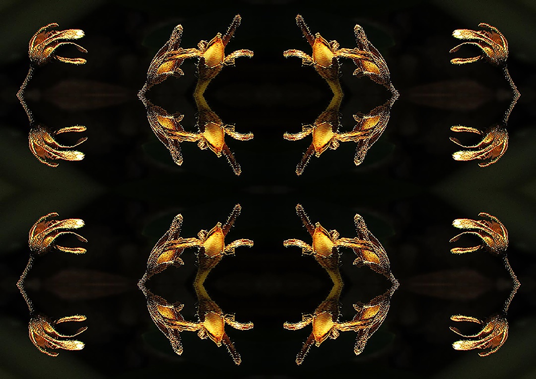 Flying Seed Pods - Sherriehallartist