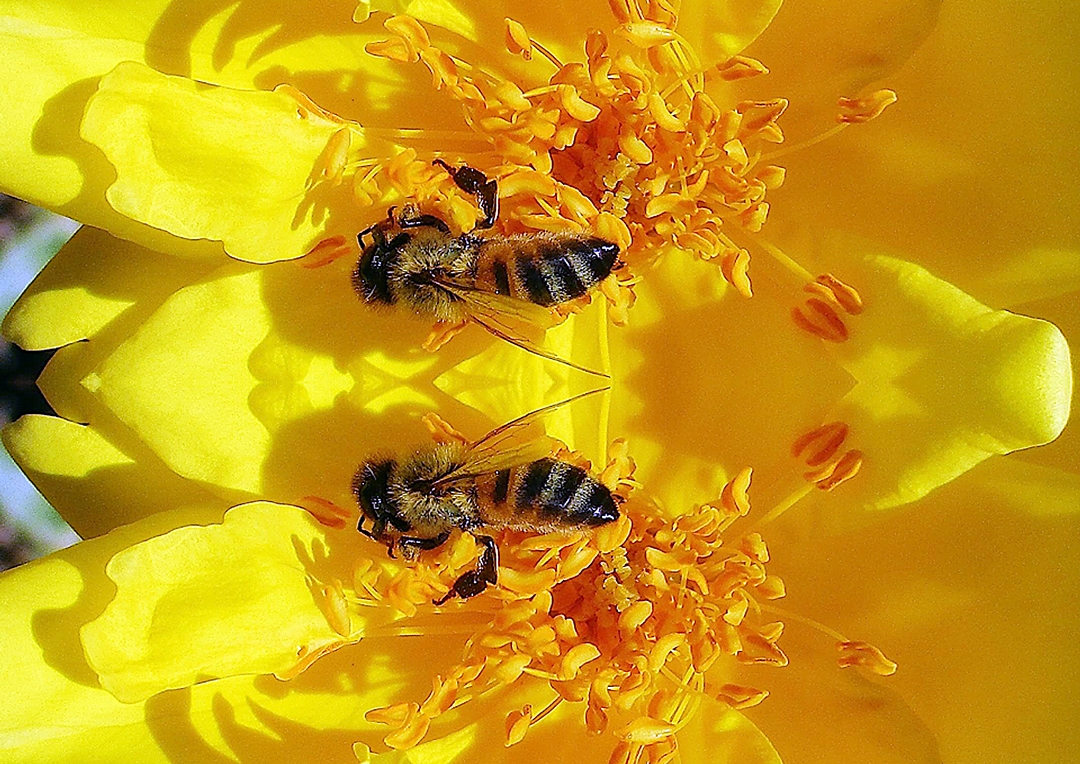 Hungry Bee - Sherriehallartist