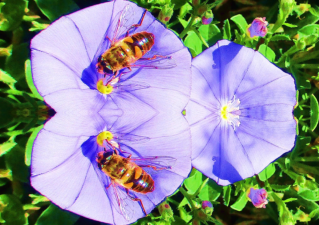 Two Bee or not Two Bee - Sherriehallartist