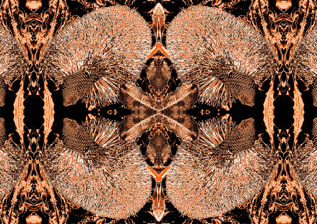 Sepia Banksia - Sherriehallartist