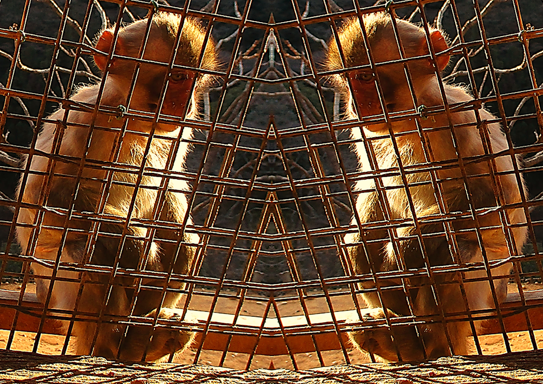 Monkey Business - Sherriehallartist